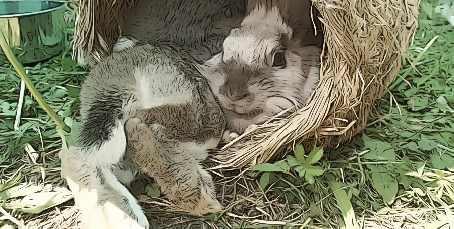 pododermatitis_blog | Bunny Expert